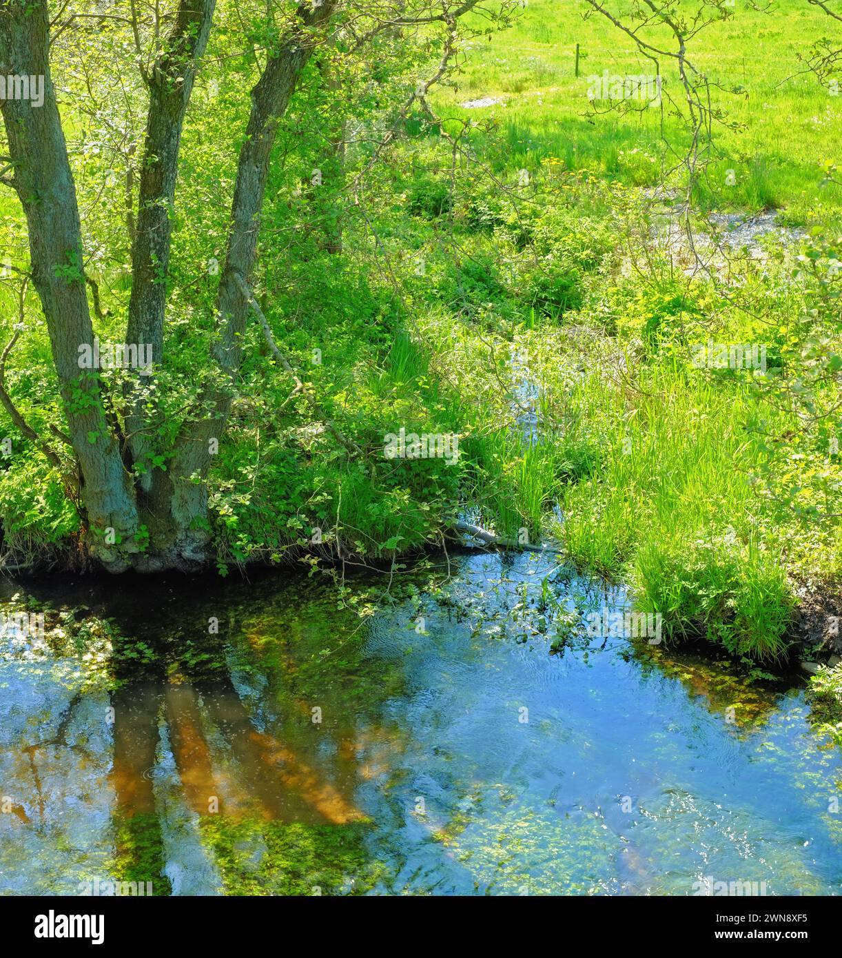Landscape, nature and water in creek with trees, bush and environment ...