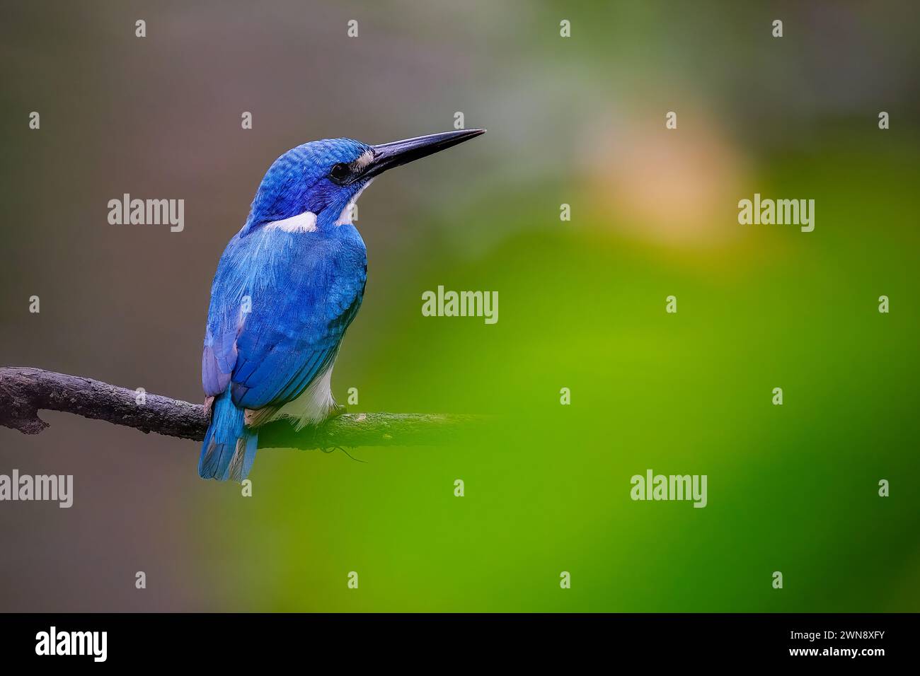 Small Blue Kingfisher - Alcedo coerulescens Stock Photo - Alamy
