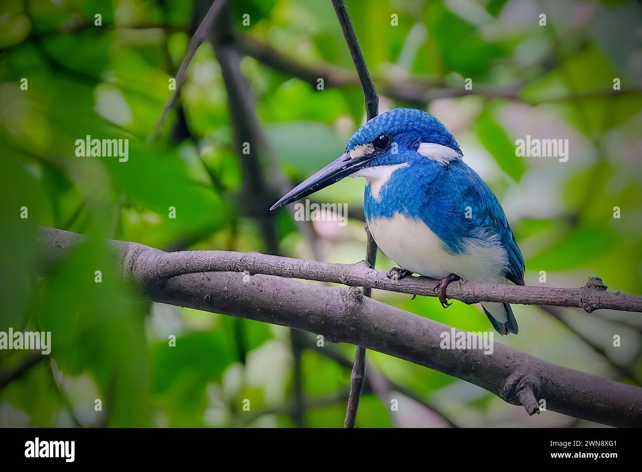 Small Blue Kingfisher - Alcedo coerulescens Stock Photo - Alamy