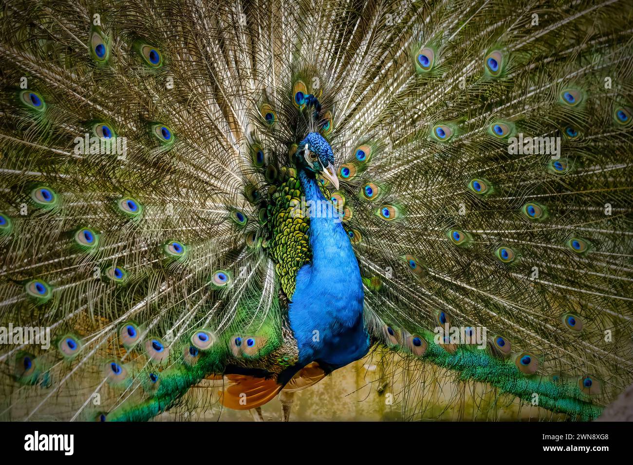 Male blue peacock hi-res stock photography and images - Alamy