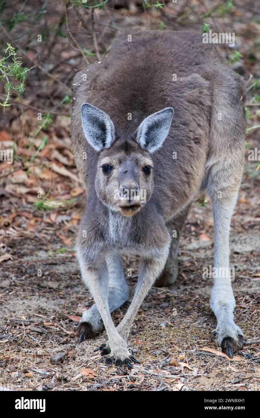 Western grey kangaroo female hi-res stock photography and images - Alamy