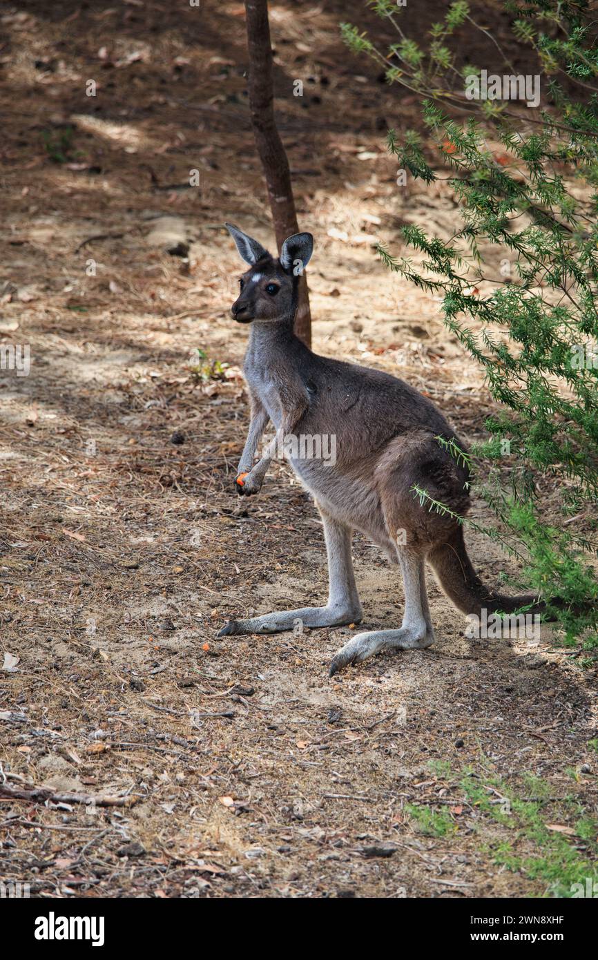 Australian native kangaroo standing hi-res stock photography and images ...