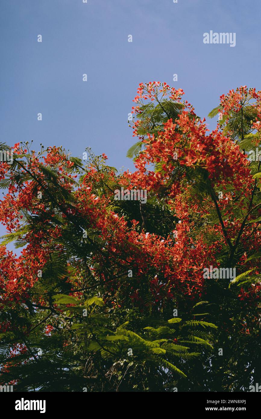 Delonix blooming with red flowers, BALI island Stock Photo - Alamy