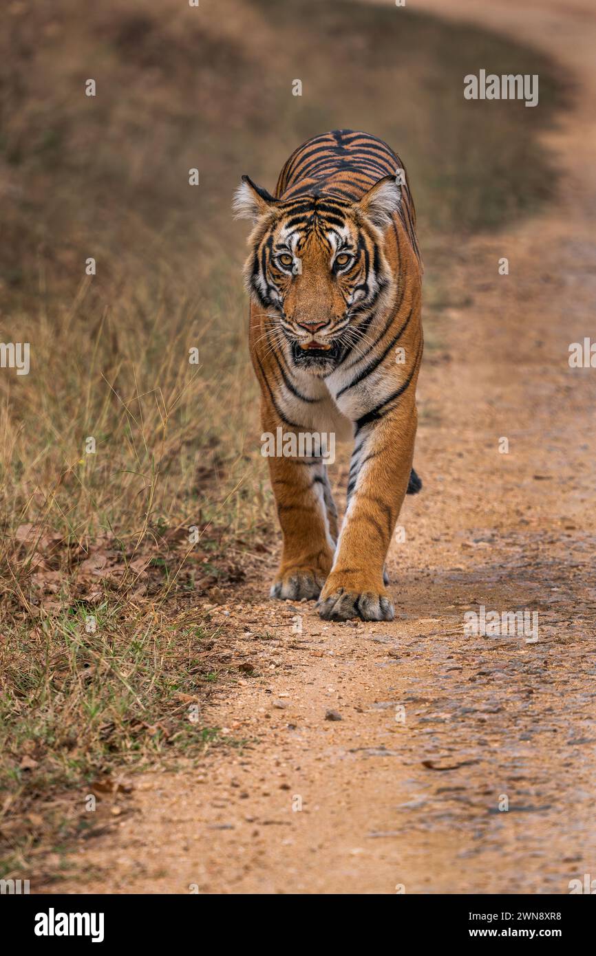Bengal Tiger - Panthera Tigris tigris, beautiful colored large cat from ...
