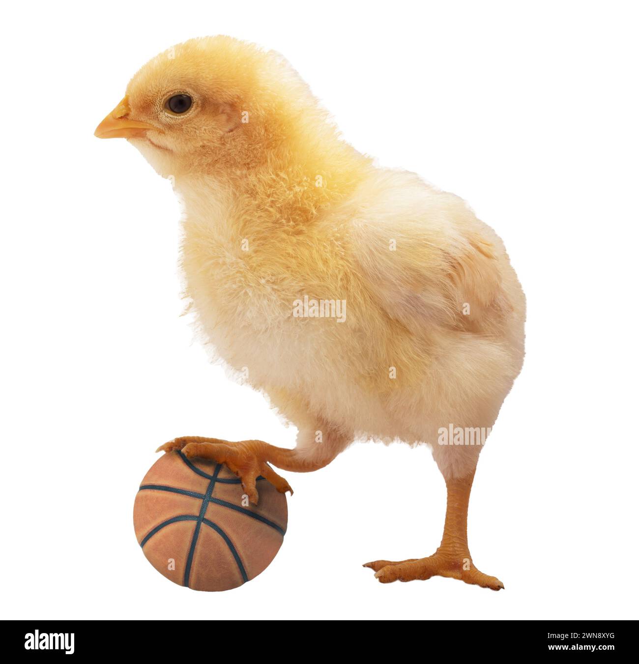 Bright buff Orpington chicken chick with a basketball isolated in a ...