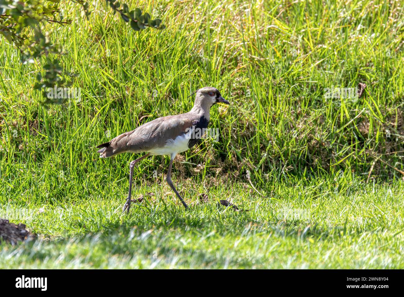 Southern lapwing (Vanellus chilensis), commonly called quero-quero or ...