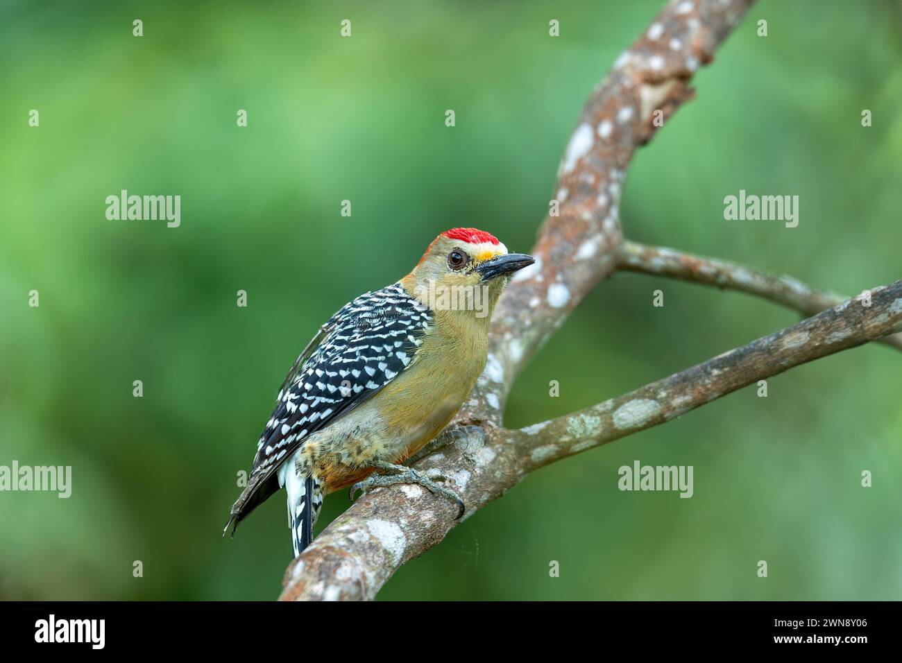 Red-crowned woodpecker (Melanerpes rubricapillus), species of bird in ...