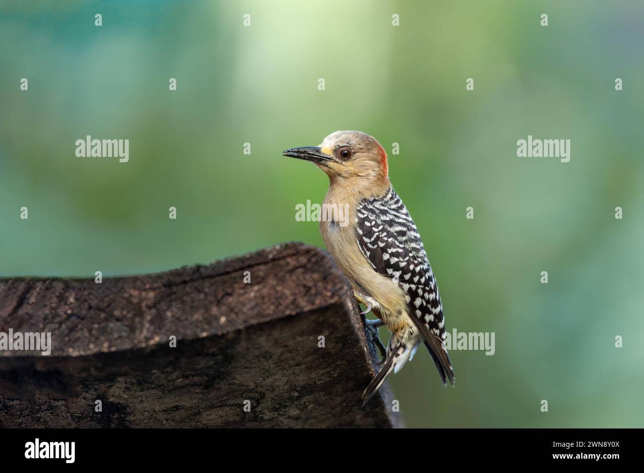 Red-crowned woodpecker (Melanerpes rubricapillus) is a species of bird ...