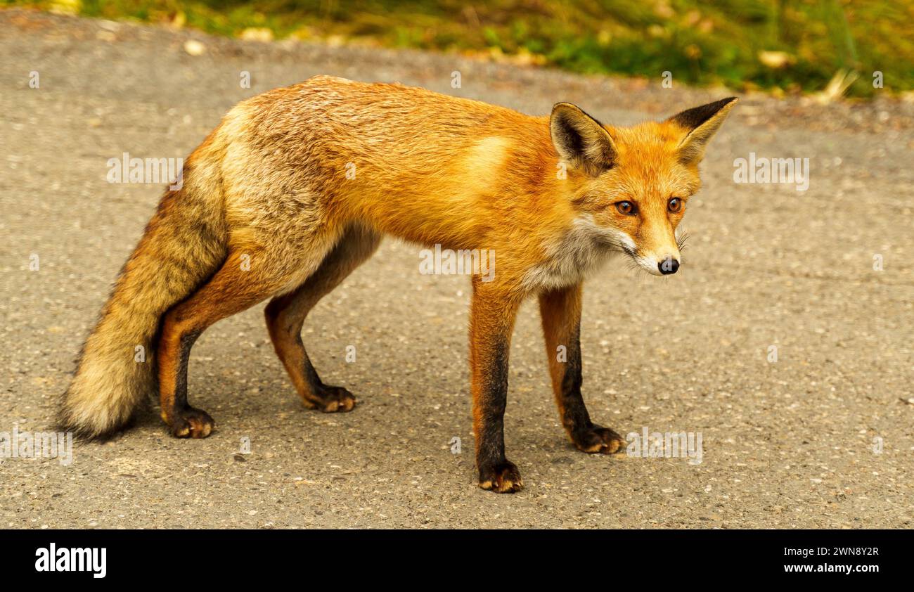 A fox standing in the center of a road Stock Photo - Alamy