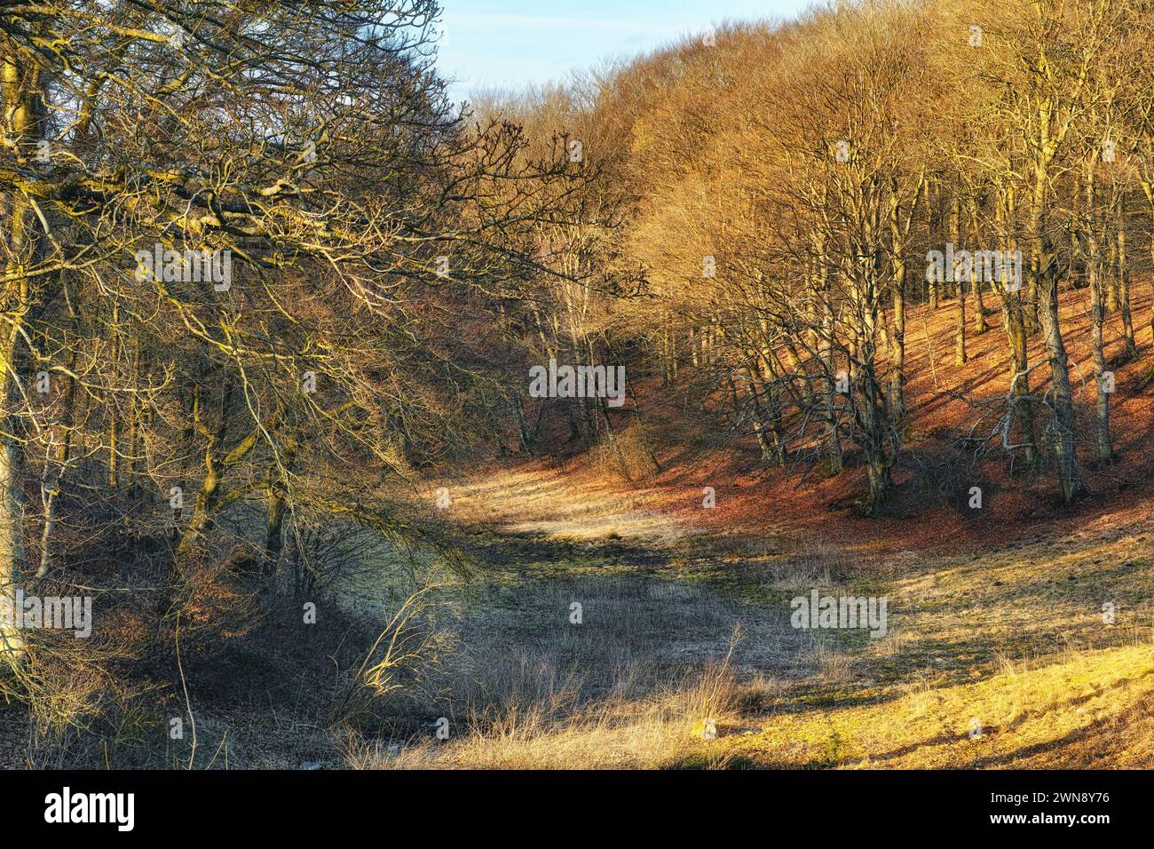 Tree, woods and spring with hill in nature for natural scenery, outdoor ...