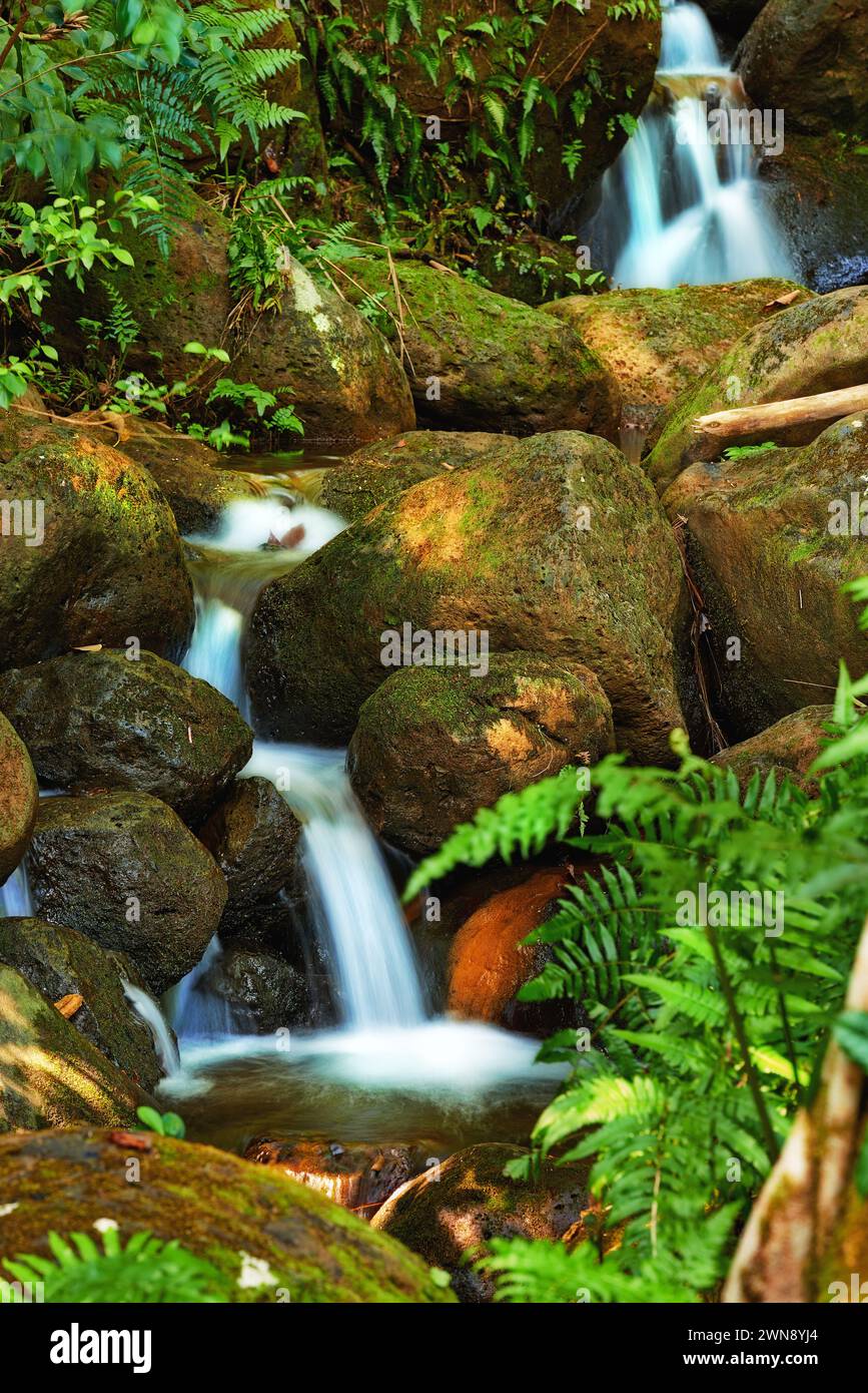 Puerto rico ecology hi-res stock photography and images - Alamy