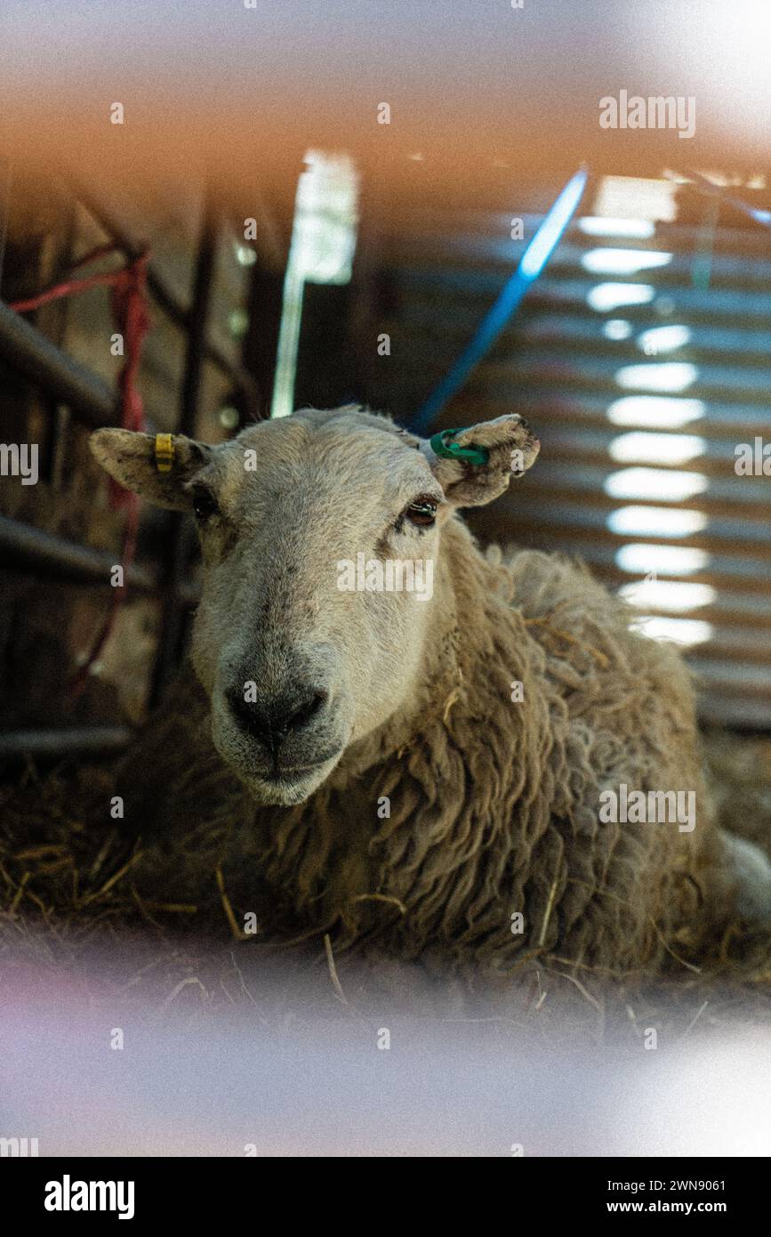 Sheep in shed hi-res stock photography and images - Alamy