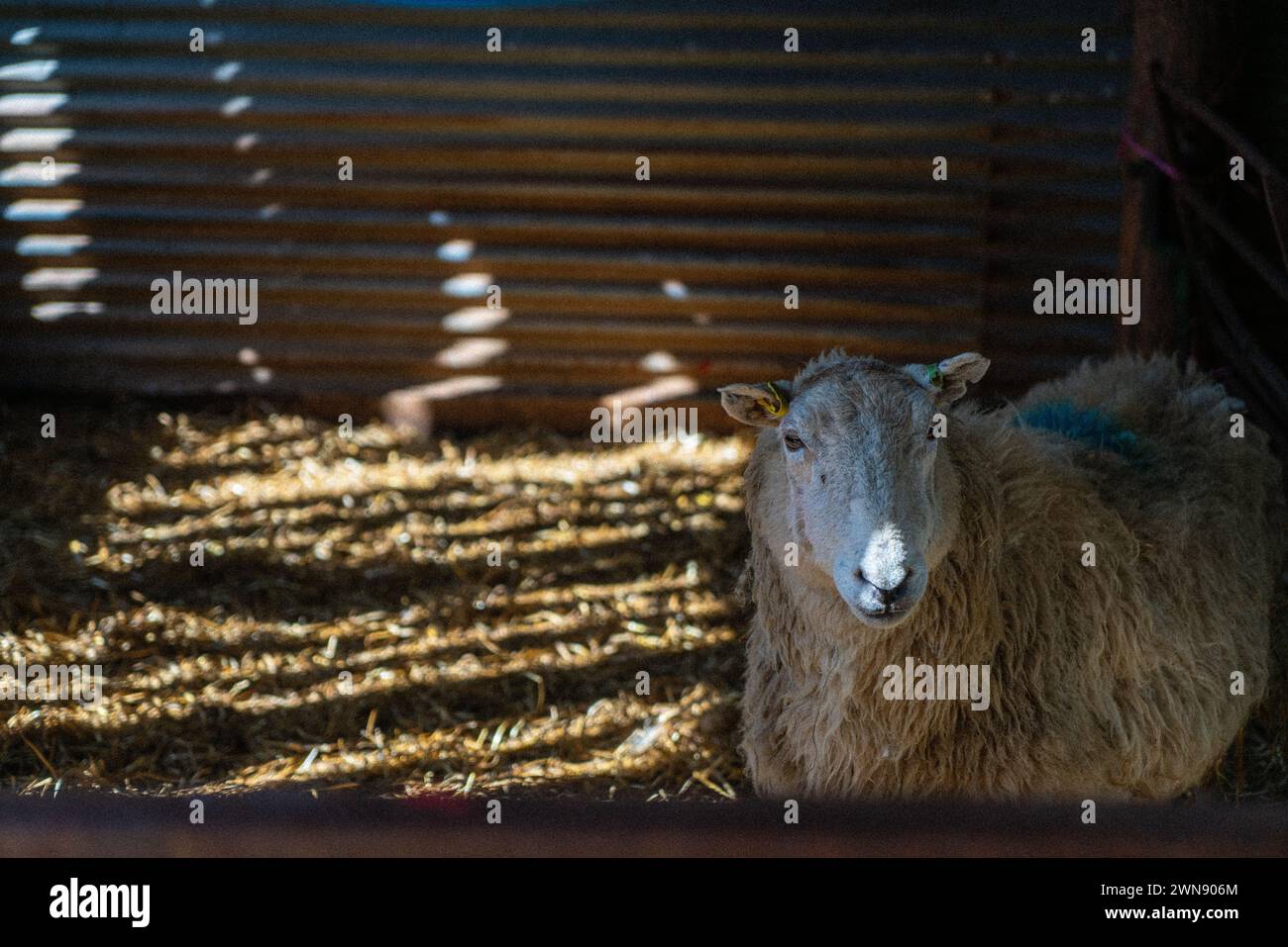 Single Welsh Ewe Sheep in Shed with natural light. Images taken in ...