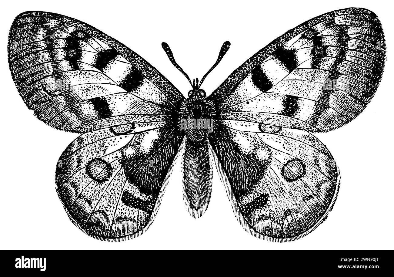 Parnassius apollo engraving hi-res stock photography and images - Alamy