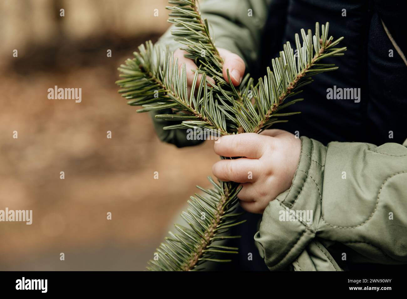 Baby evergreen tree hi-res stock photography and images - Alamy