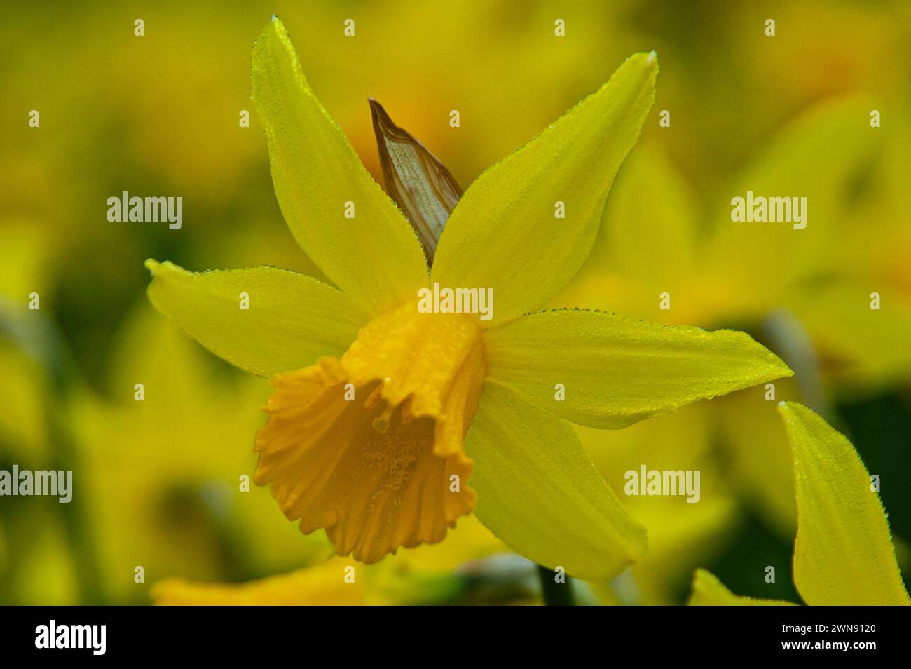 Great Linford Manor House, Great Linford, Milton Keynes ...