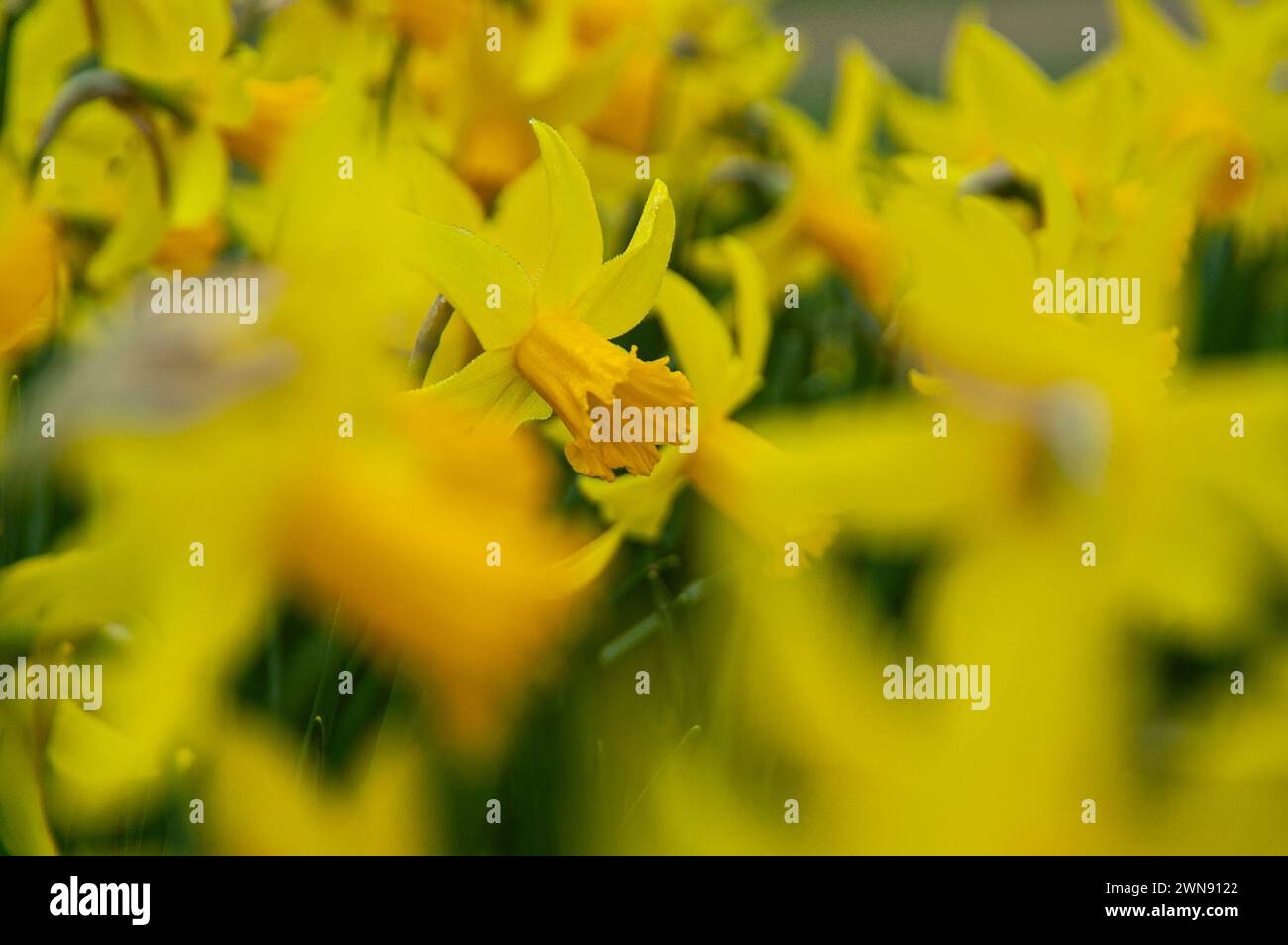 Great Linford Manor House, Great Linford, Milton Keynes ...