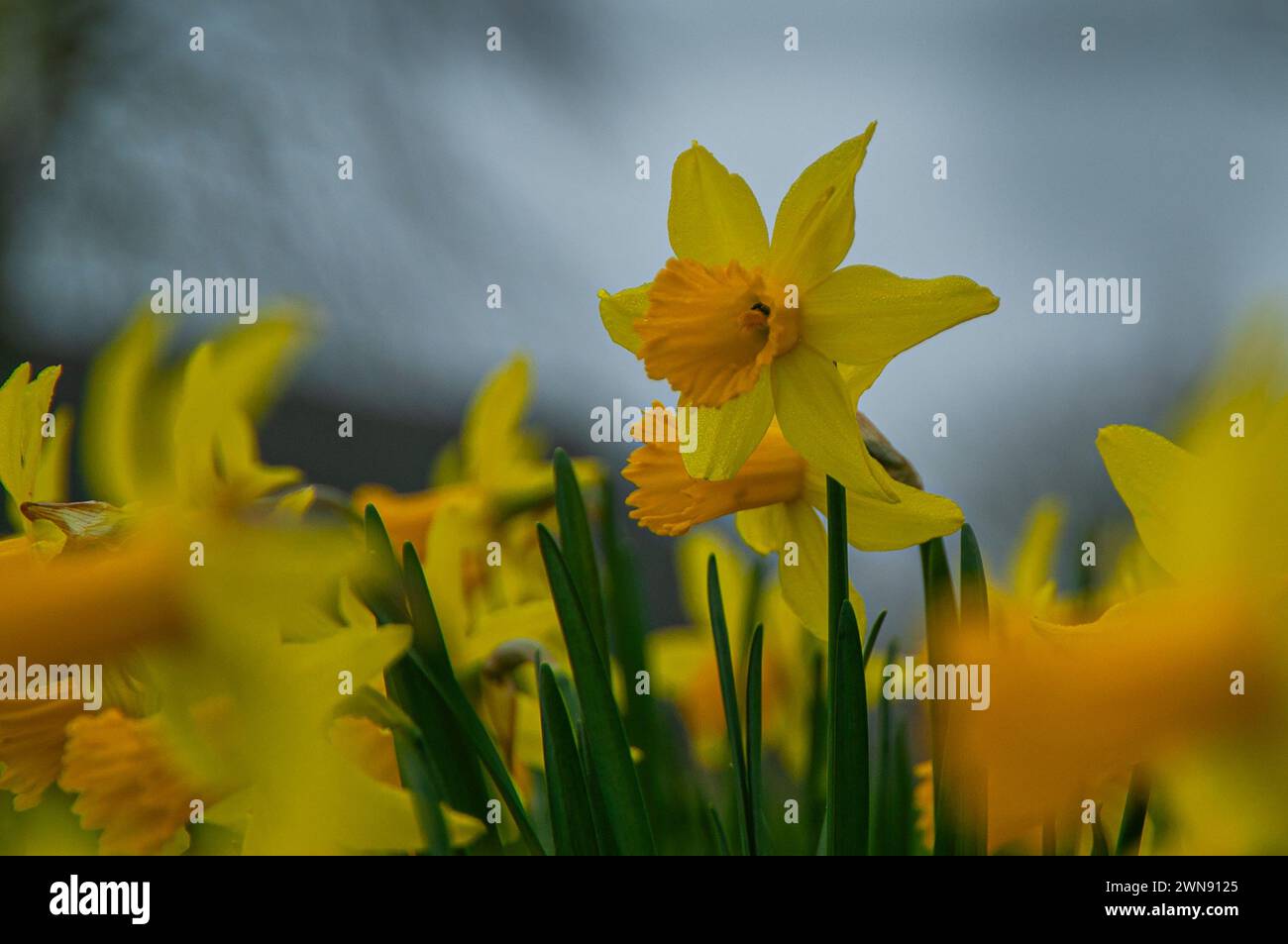 Great Linford Manor House, Great Linford, Milton Keynes ...