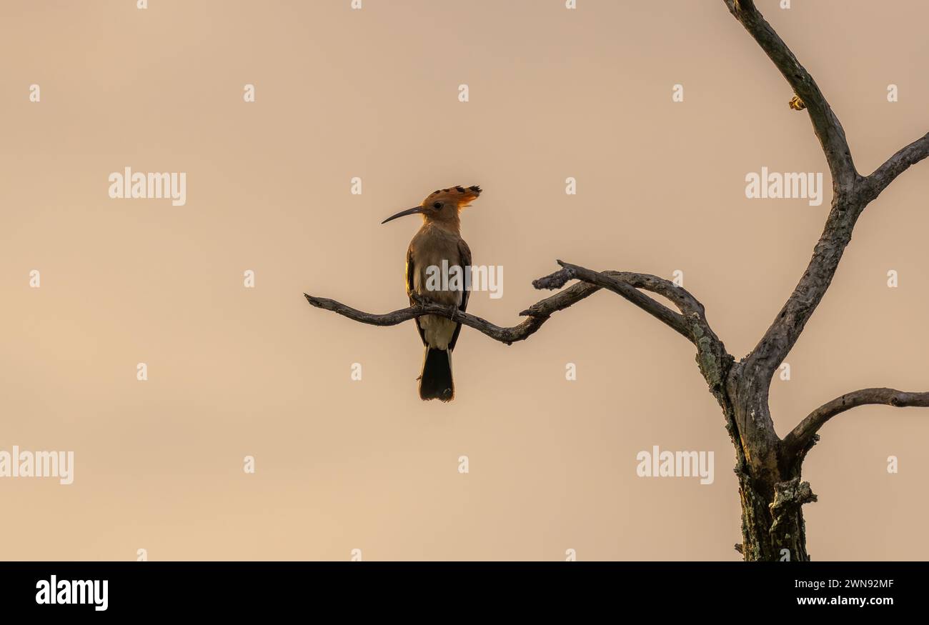 African hoopoe captured in klaserie private game reserve hi-res stock ...