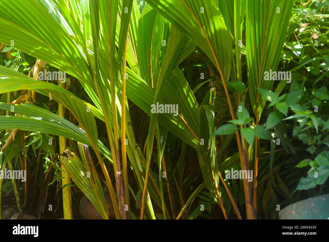 scene the coconut tree bears a lot of fruit and the tree is tall. in ...