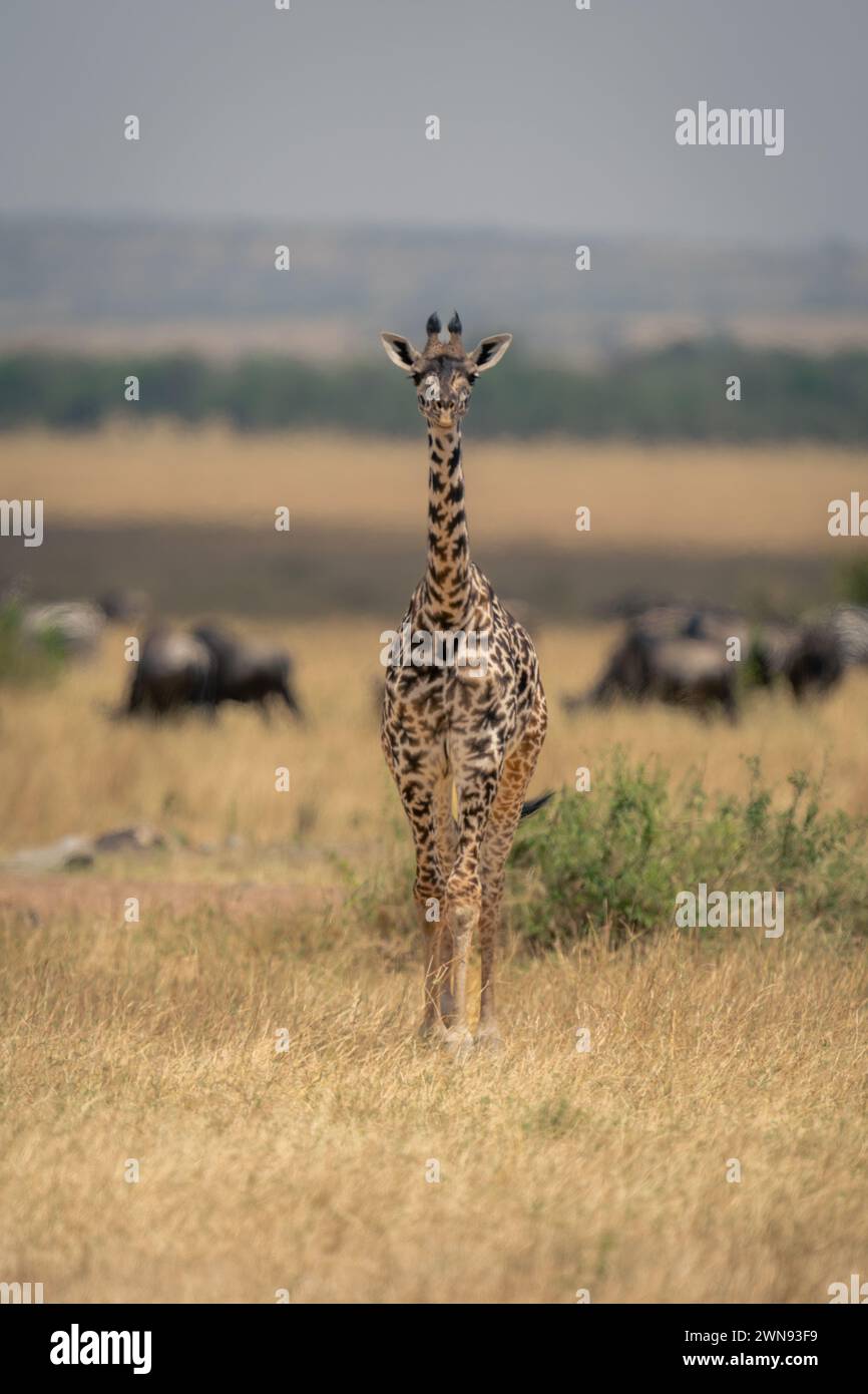 Masai giraffe faces camera near blue wildebeest Stock Photo - Alamy