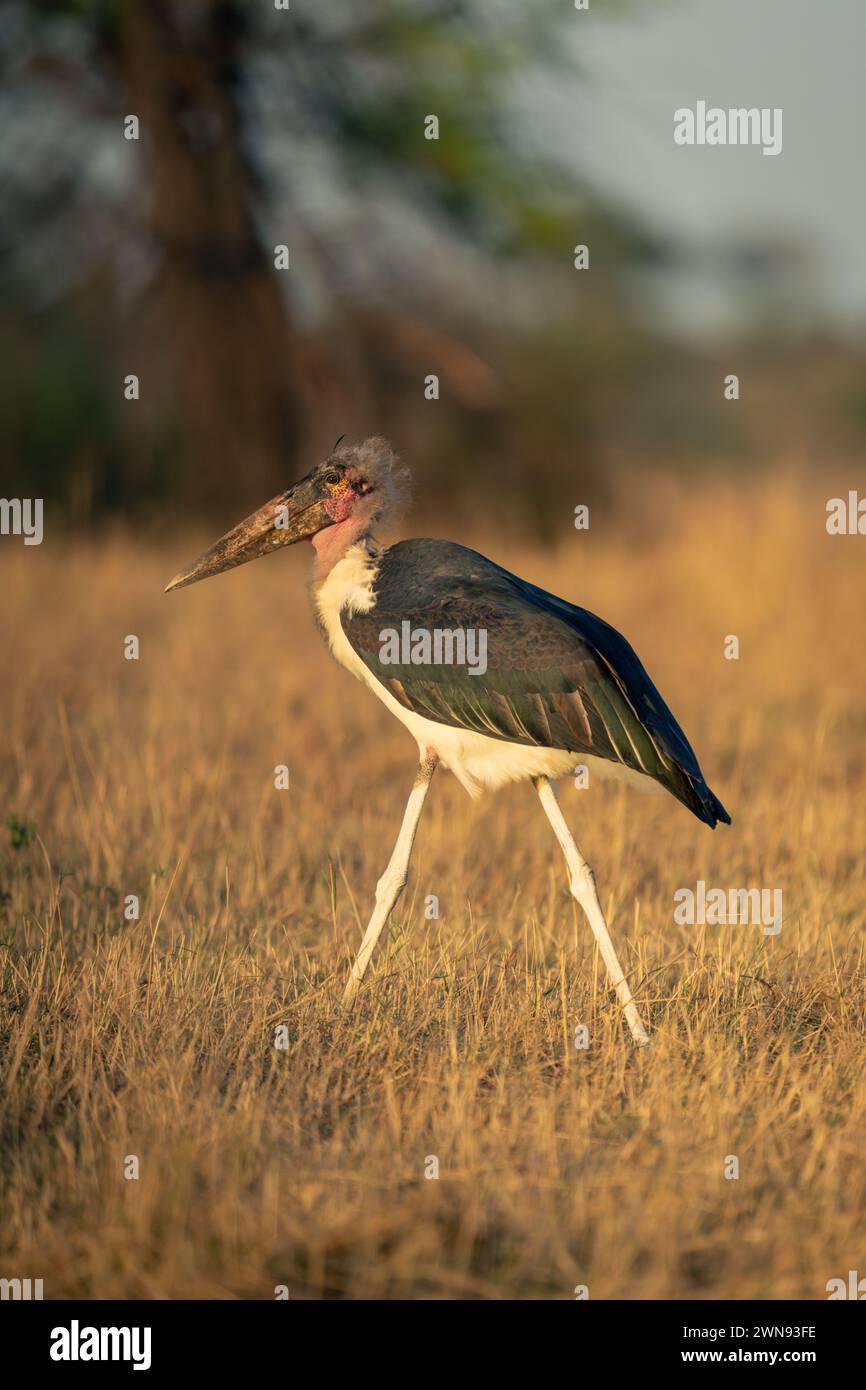 Marabou stork striding across savannah in sunshine Stock Photo - Alamy