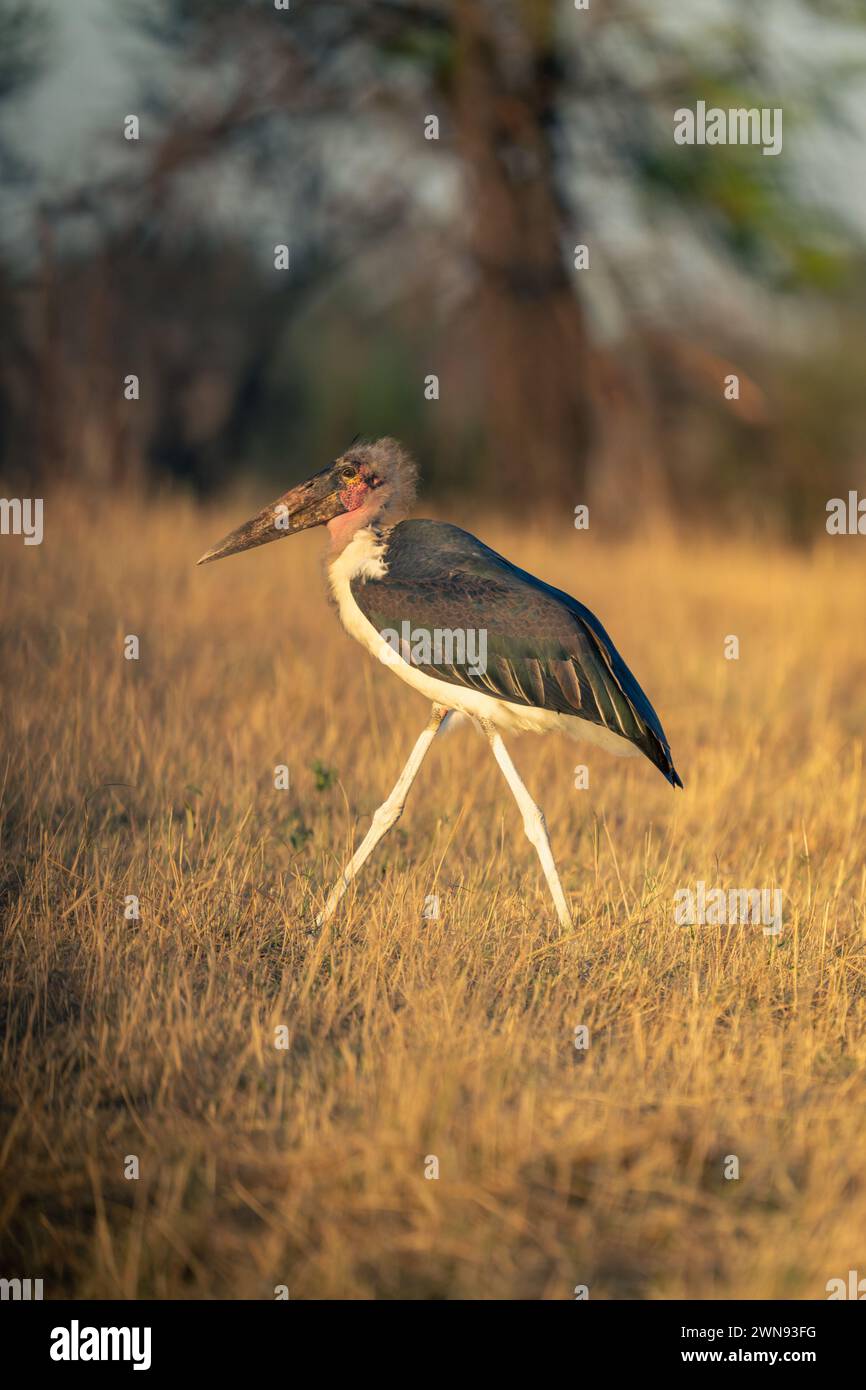 Marabou stork walking across savannah in sunshine Stock Photo - Alamy