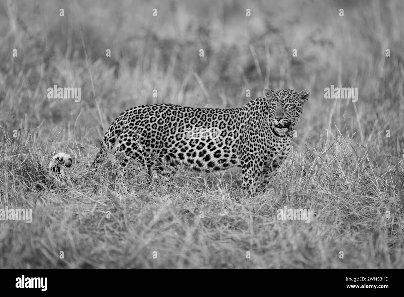 Mono leopard stands in grass looking round Stock Photo - Alamy