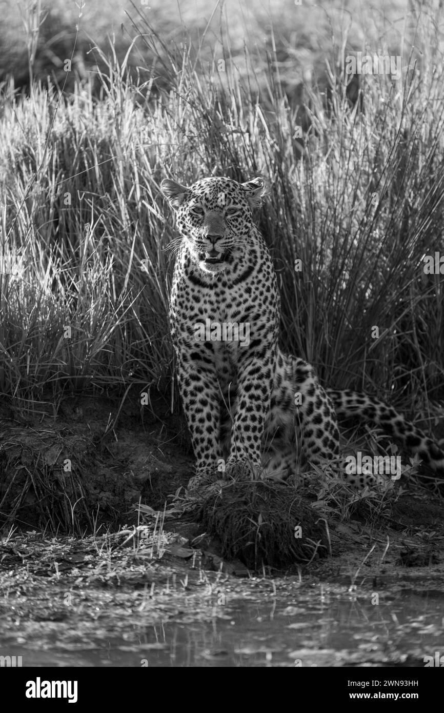 Female leopard sits watching Black and White Stock Photos & Images - Alamy