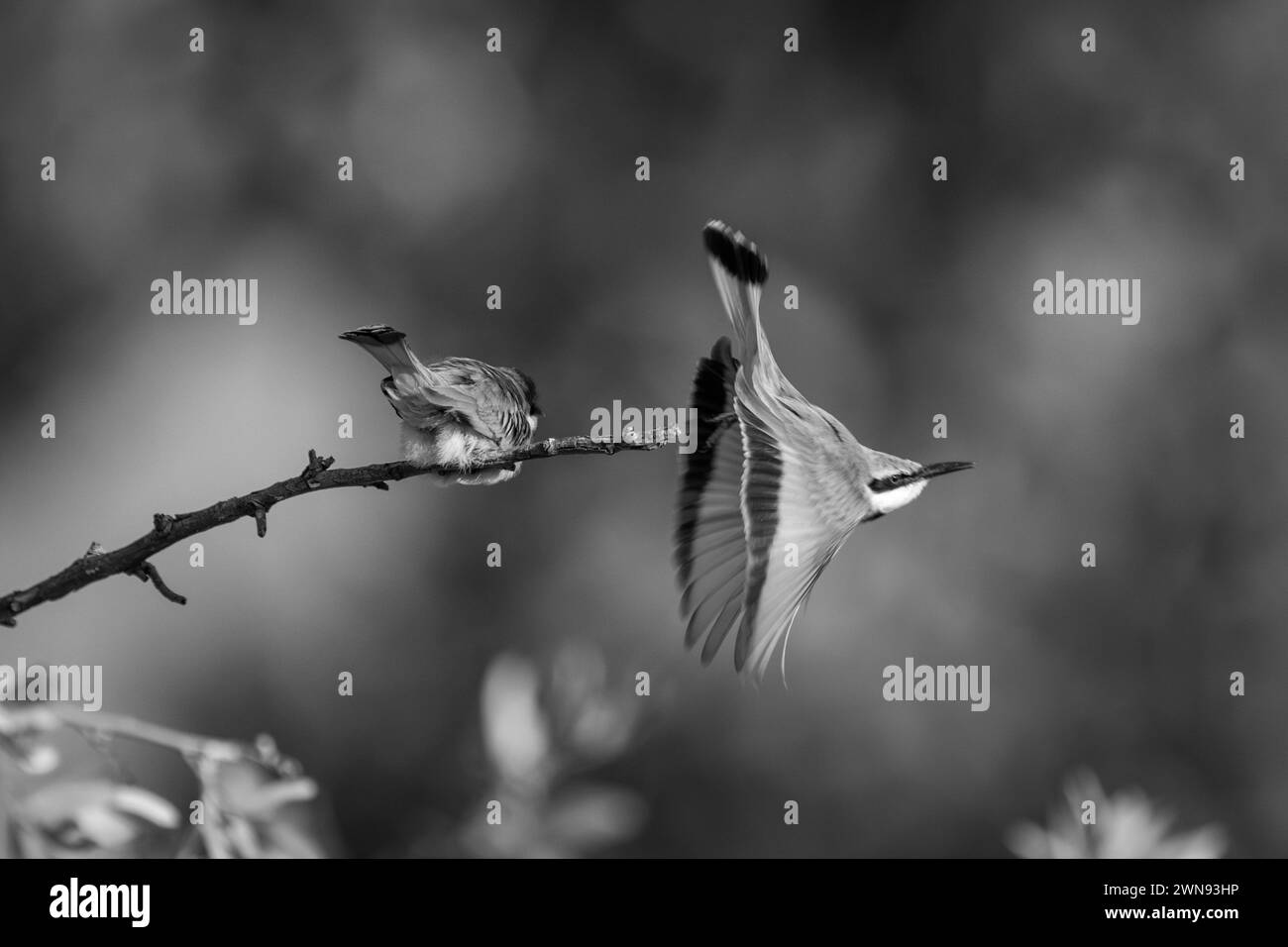 Taking off from branch Black and White Stock Photos & Images - Alamy