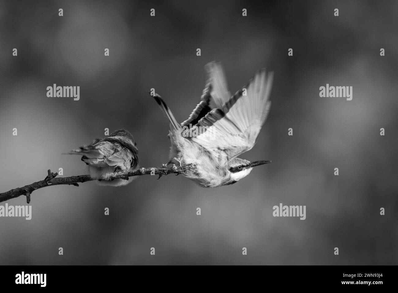 Eating twig Black and White Stock Photos & Images - Alamy