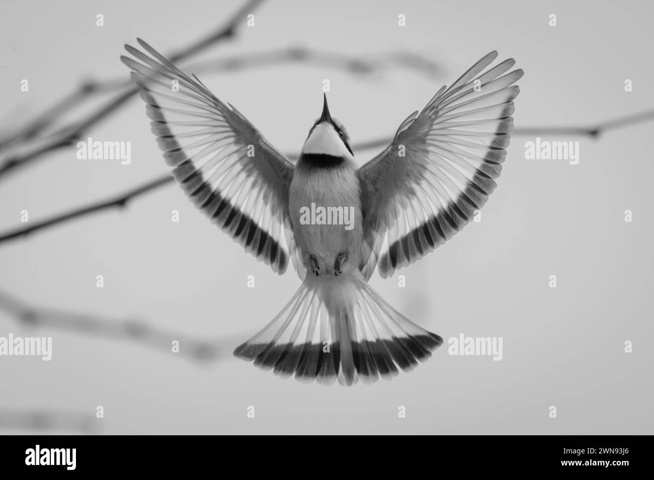 Bee in flight Black and White Stock Photos & Images - Alamy