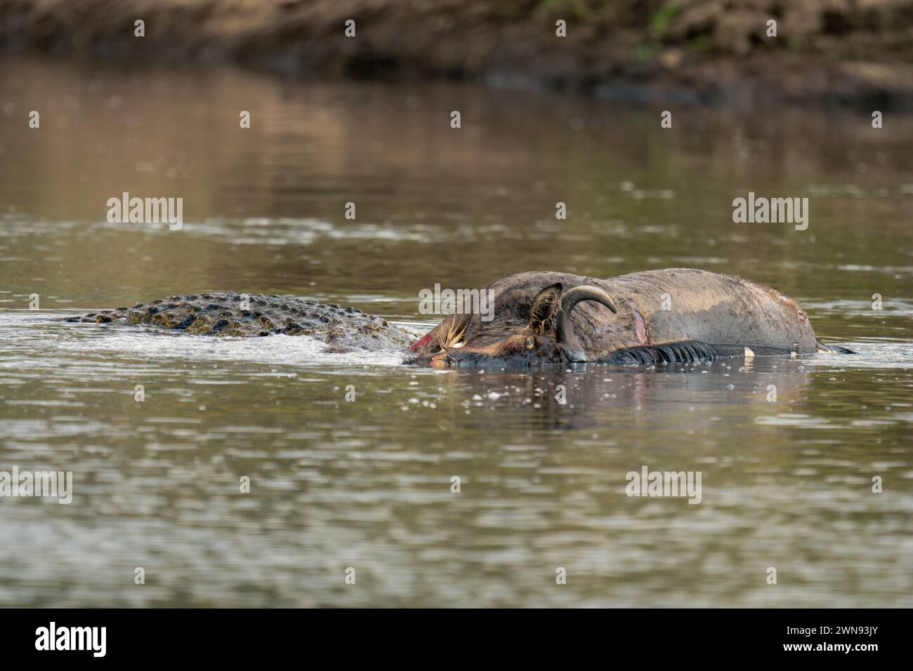 Nile crocodile crocodylus niloticus eating safari hi-res stock ...