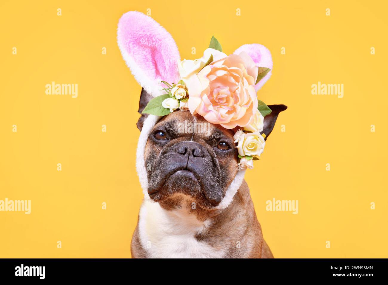 Cute French Bulldog dog wearing pink Easter bunny costume ears headband ...