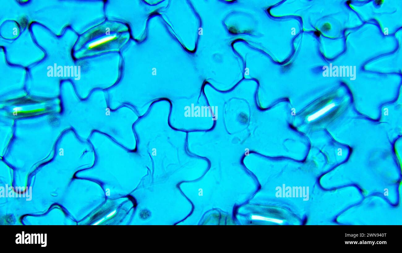 Stomata Vicia, Vicia faba, Under Optical Microscope Stock Photo - Alamy