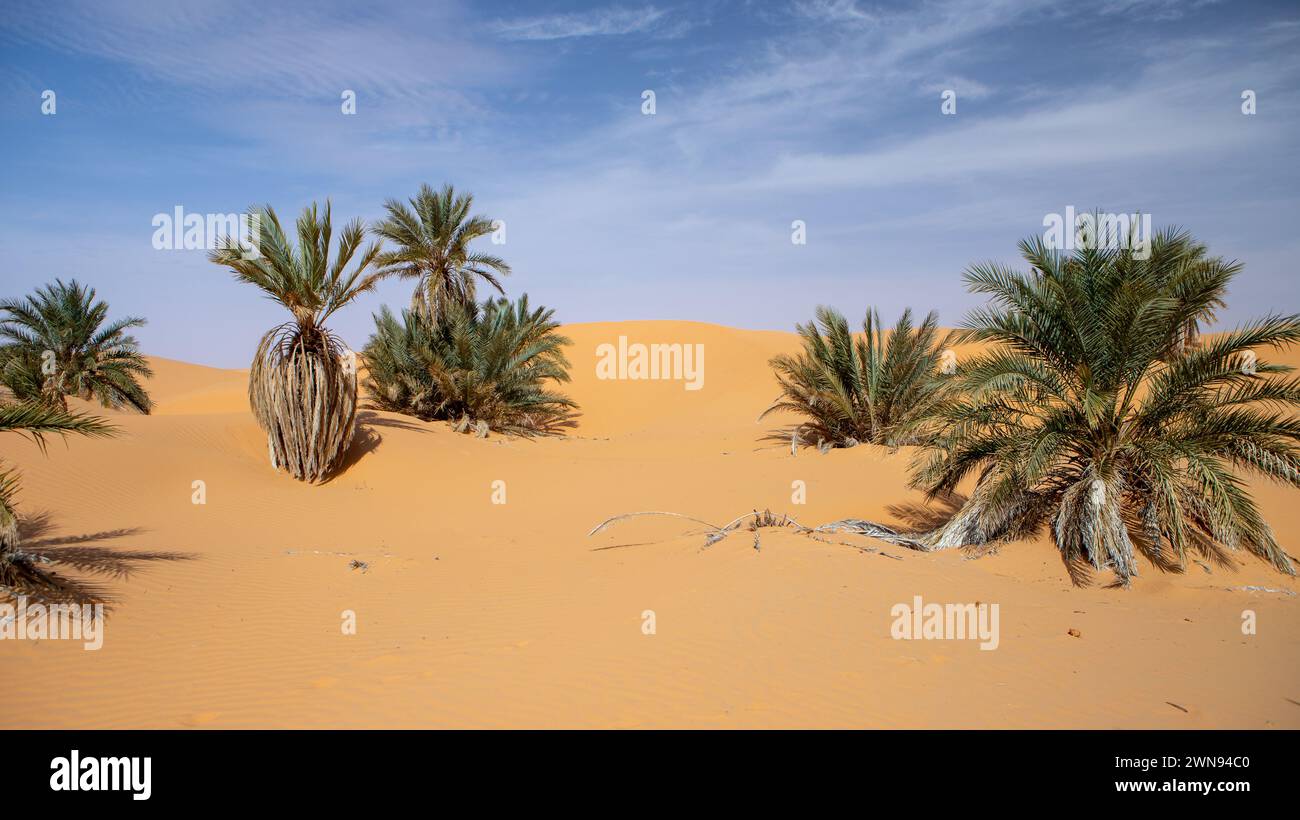 Timimoun Palmeai palms trees in the Algerian Desert Sahara Algeria ...