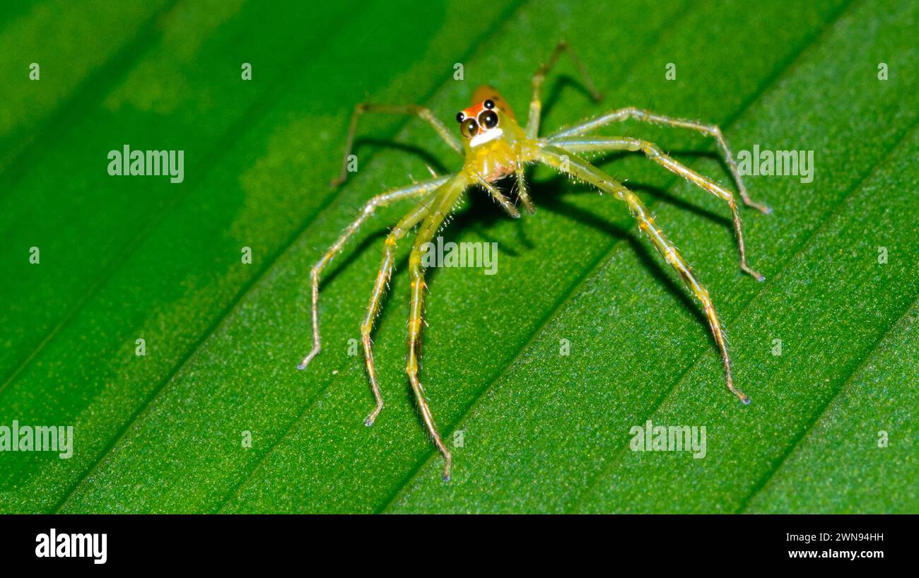 Hunting Spider, Tropical Rainforest, Boca Tapada, Alajuela Province ...