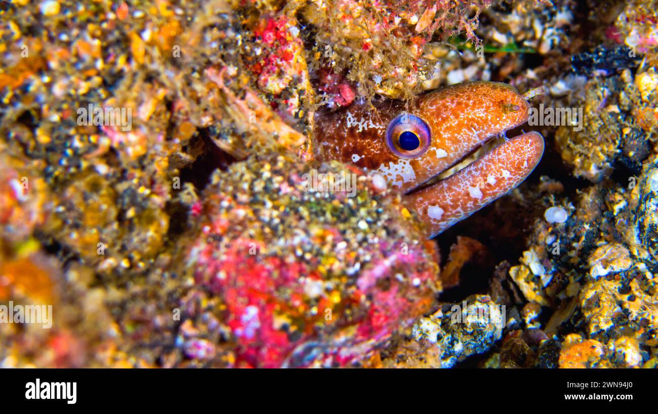 Moray Eel, Mud Moray, Gymnotjhorax sp., Reef Building Corals, Coral ...