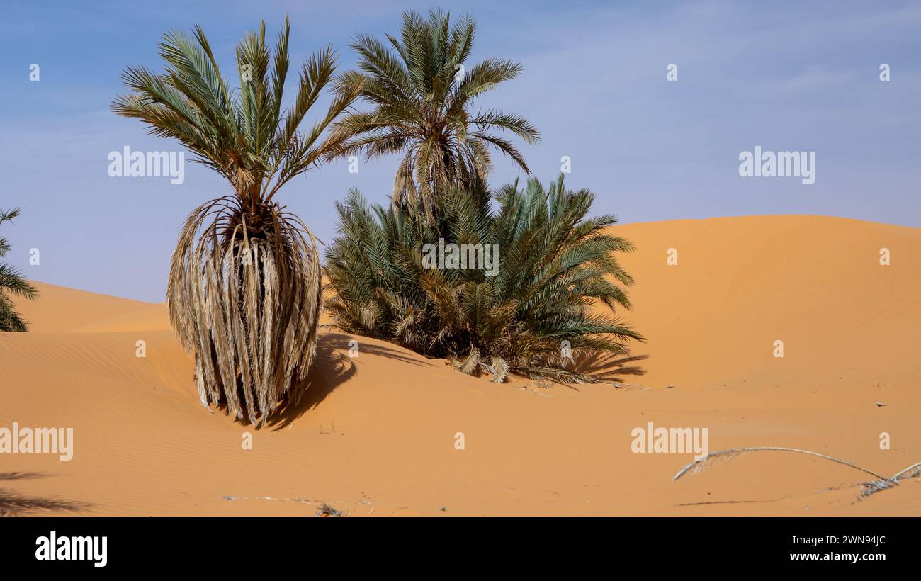Palmrai hi-res stock photography and images - Alamy