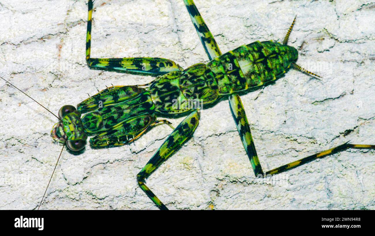 Tropical Mantis, Tropical Rainforest, Napo River Basin, Amazonia ...
