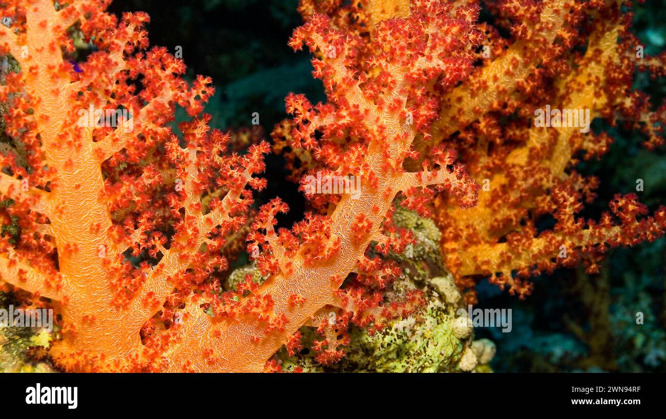 Multi-branched Coral Trees, Soft Coral, Reef Building Corals, Coral ...