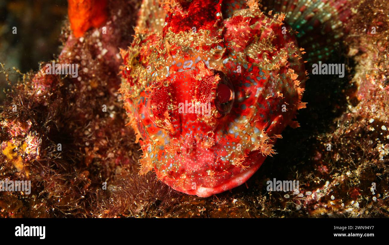 Stonefish, Galápagos Islands, Galápagos National Park, UNESCO World ...