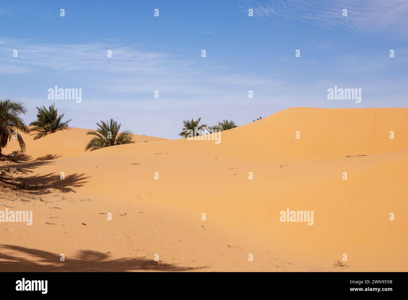 Timimoun Palmeai palms trees in the Algerian Desert Sahara Algeria ...