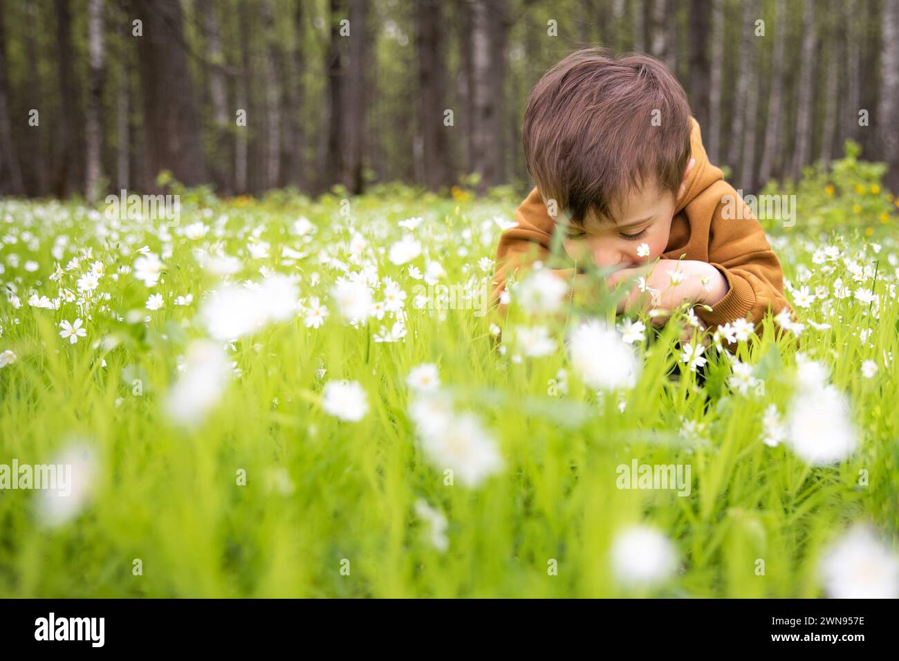 Small handsome boy sits in a clearing surrounded by delicate primroses ...