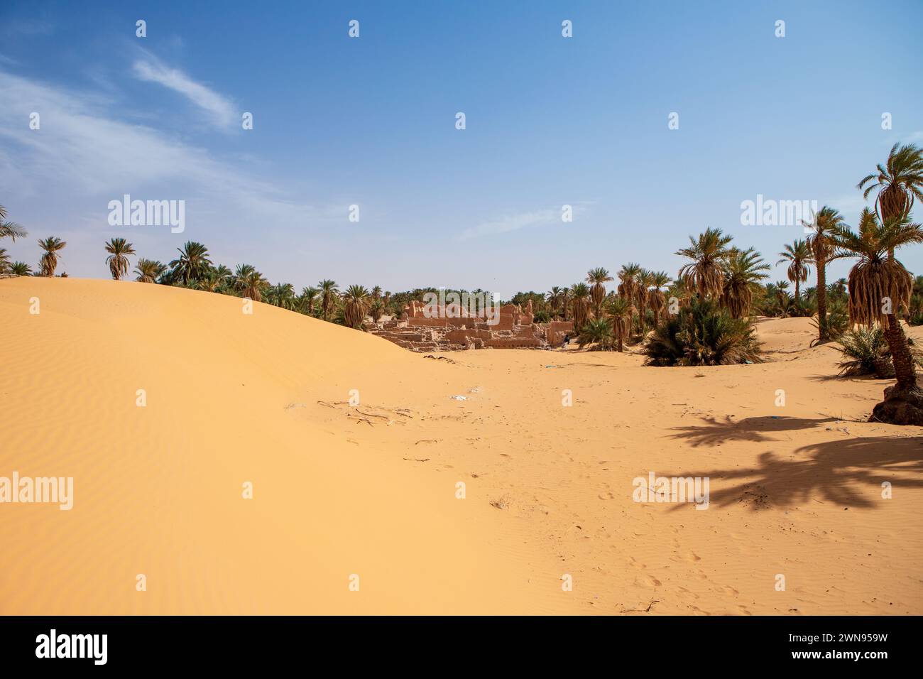 Timimoun Palmeai palms trees in the Algerian Desert Sahara Algeria ...