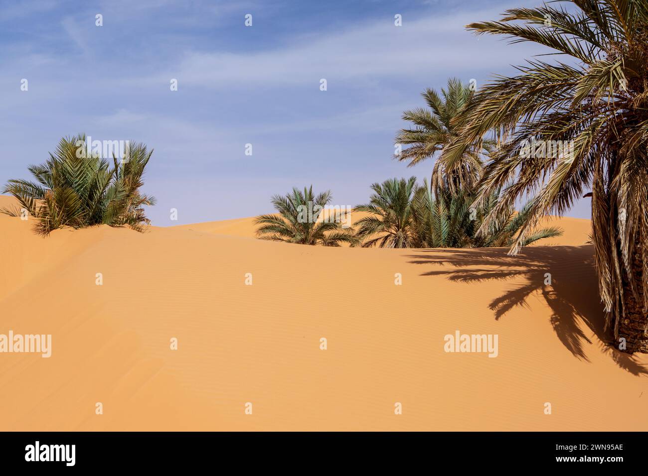 Timimoun Palmeai palms trees in the Algerian Desert Sahara Algeria ...