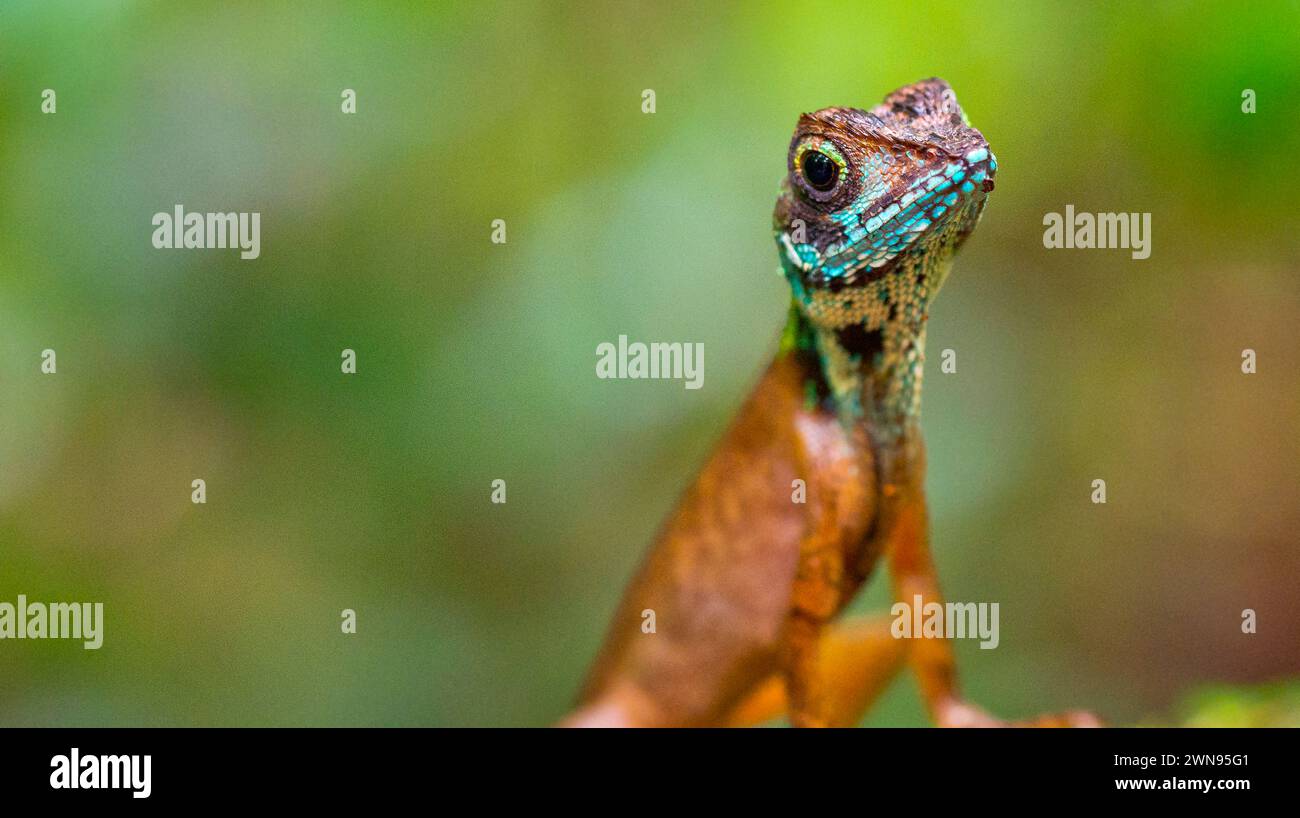 Brown-patched Kangaroo lizard, Wiegmann's Agama, SriLankan Kangaroo ...