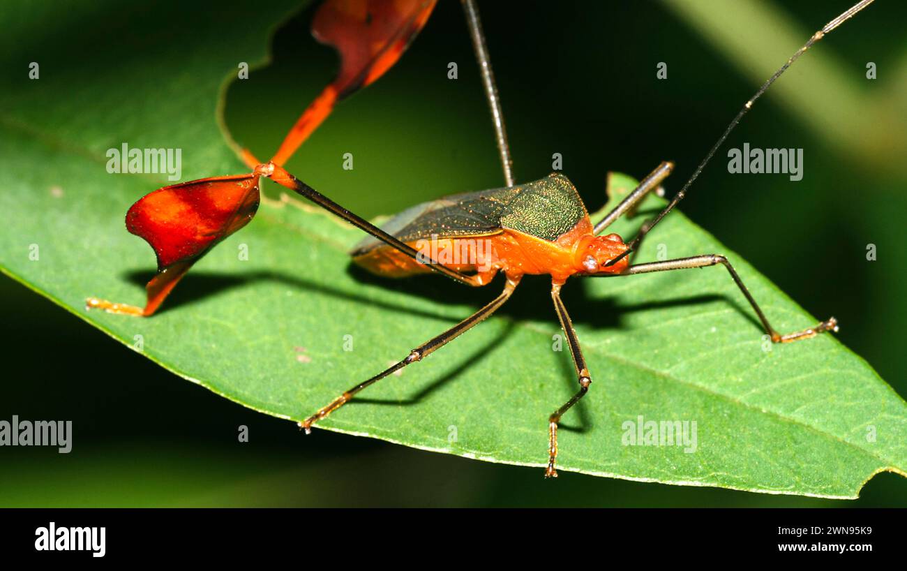 Shield Bug, Chust Bug, Hemiptera, Tropical Rainforest, Napo River Basin ...
