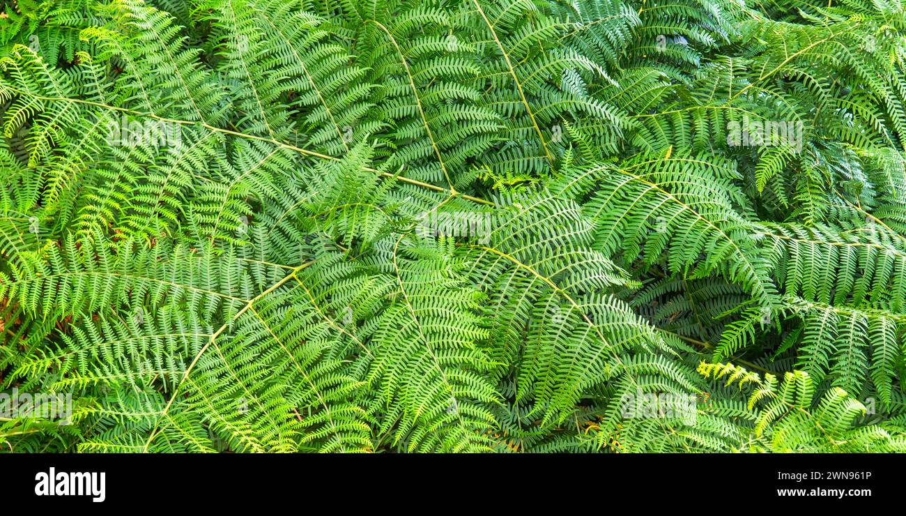 Natural Fern Abstract Background Design Stock Photo - Alamy