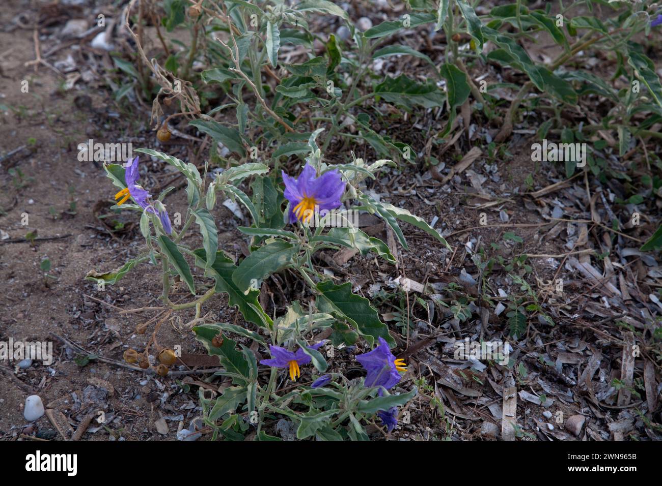 yellow-fruit nightshade growing on beach in vouliagmeni athens riviera ...